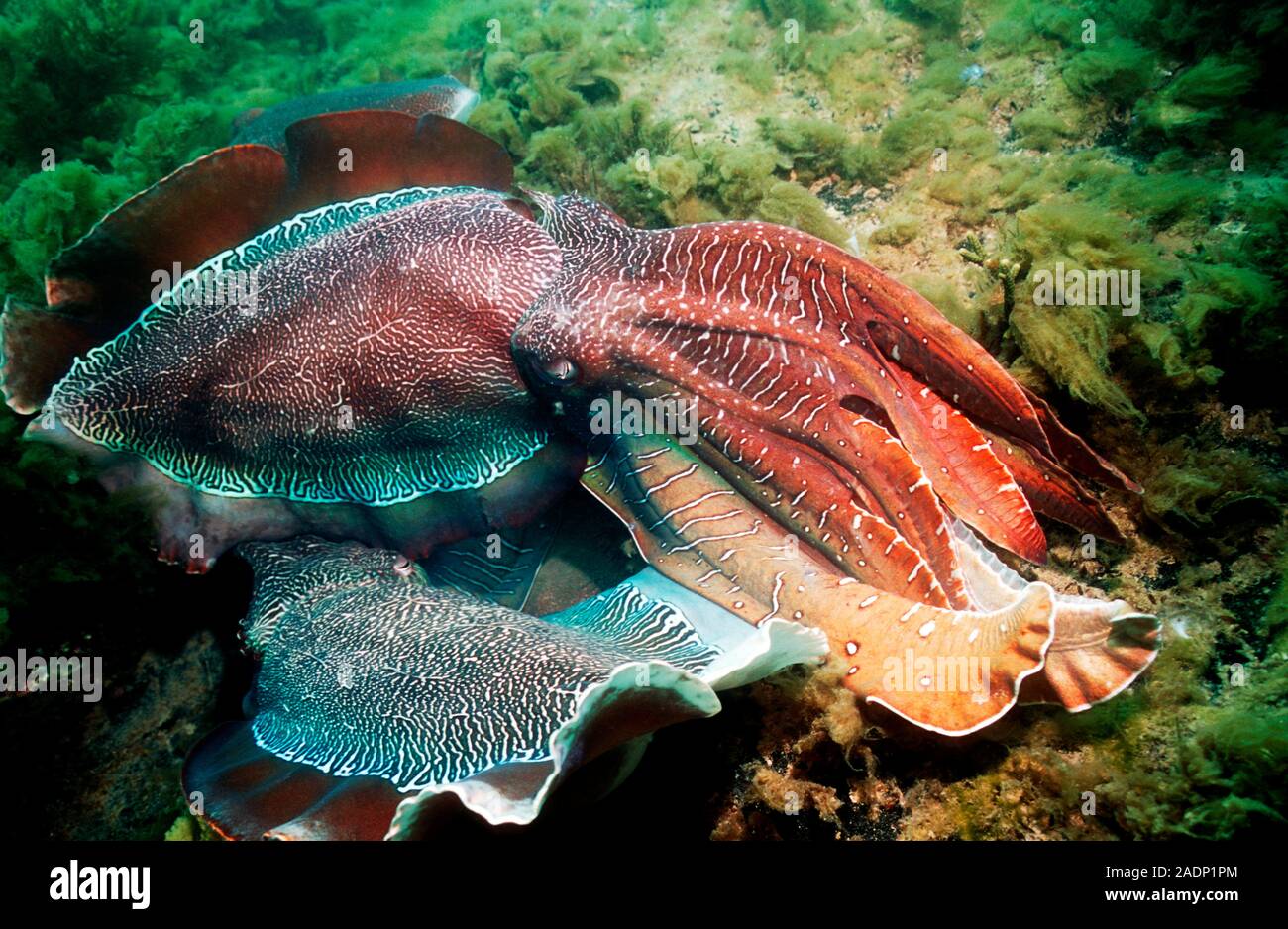 La seppia gigante (Sepia apama) maschi combattimenti. La seppia gigante ...