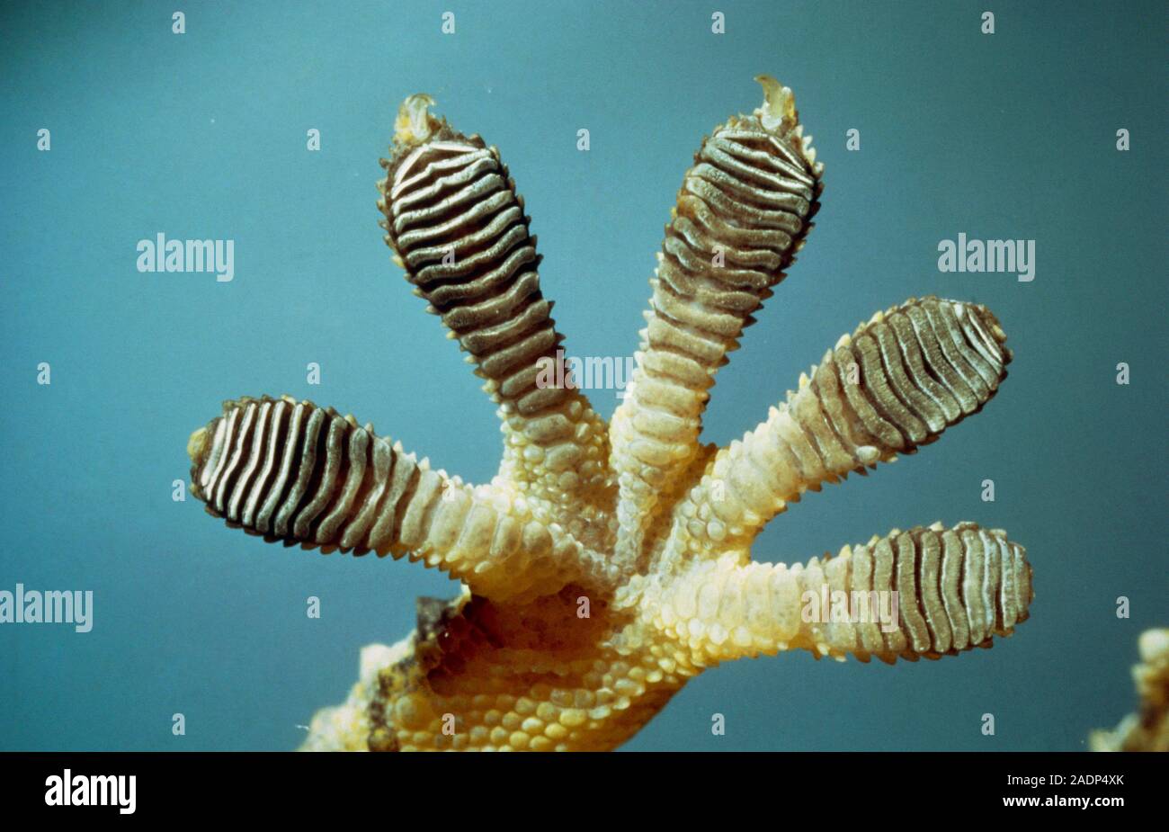 Gecko il piede. In prossimità della parte inferiore del piede di un ...