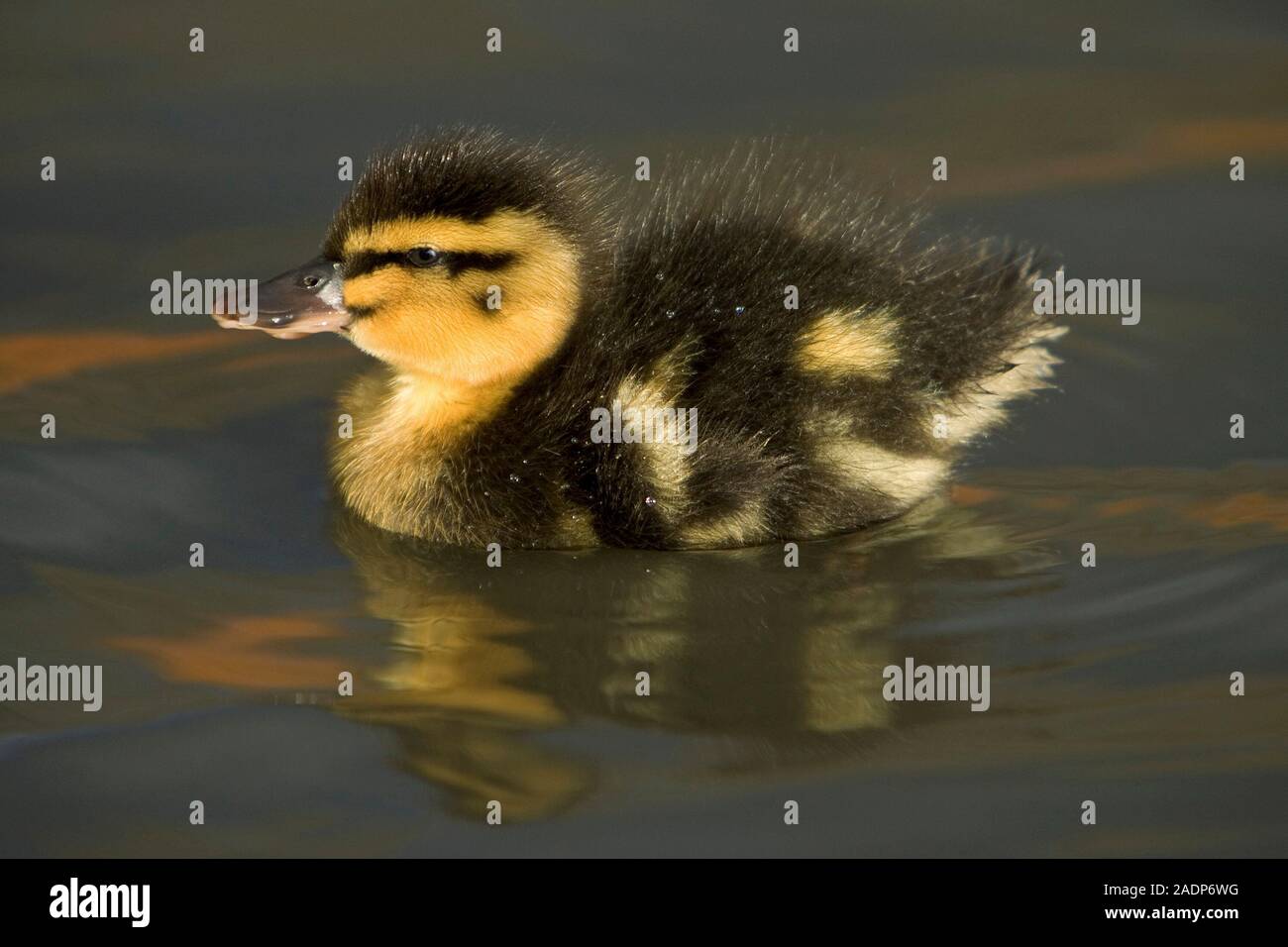 Mallard anatroccolo (Anas platyrhynchos). Mallard anatroccoli rimangono ...