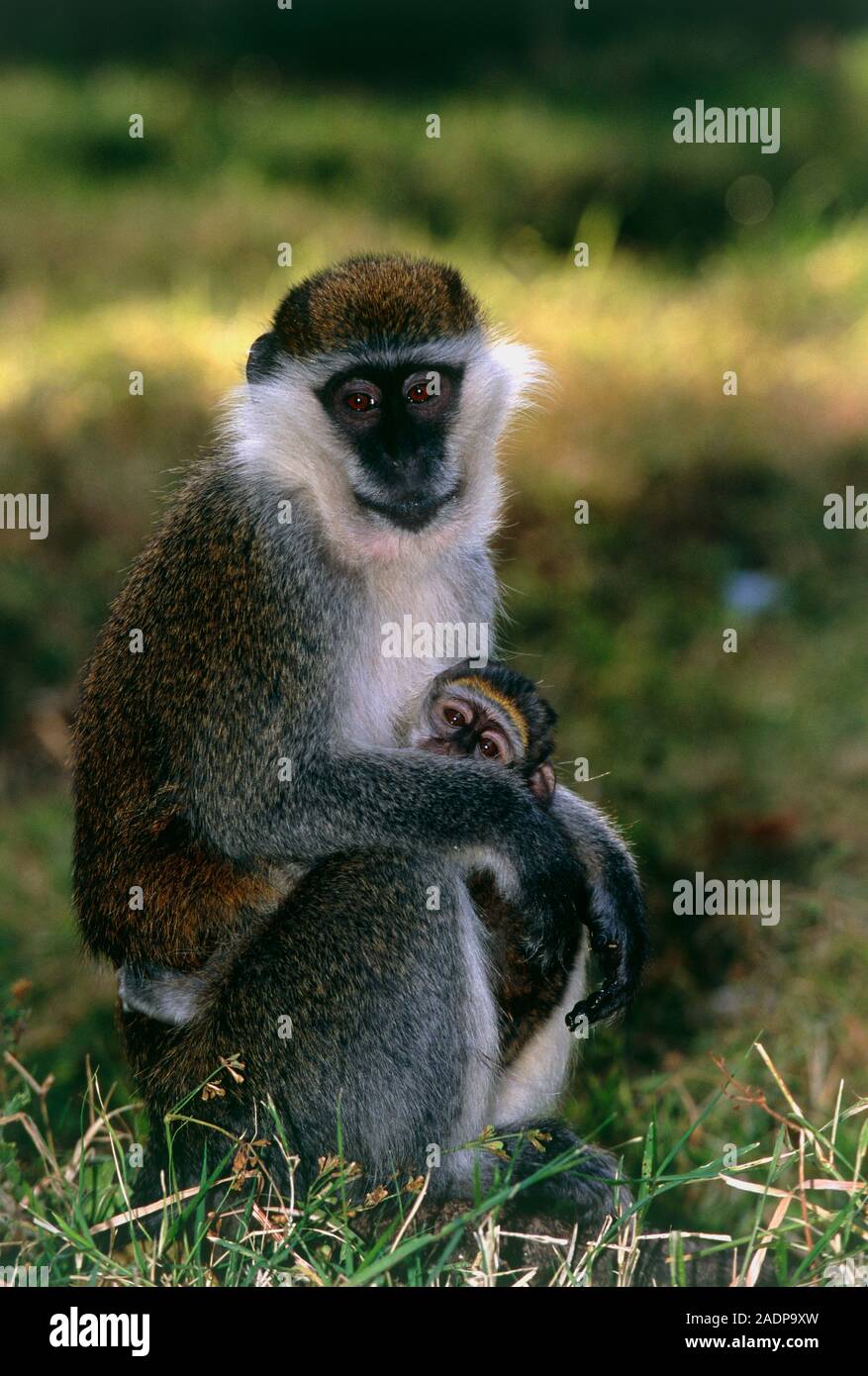 Grivet monkey e giovani. Grivets (Chlorocebus aethiops) razza da Luglio ...