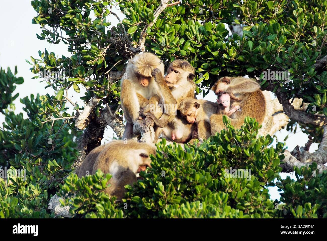 Toque macaque (Macaca sinica) truppa seduta in una struttura ad albero ...