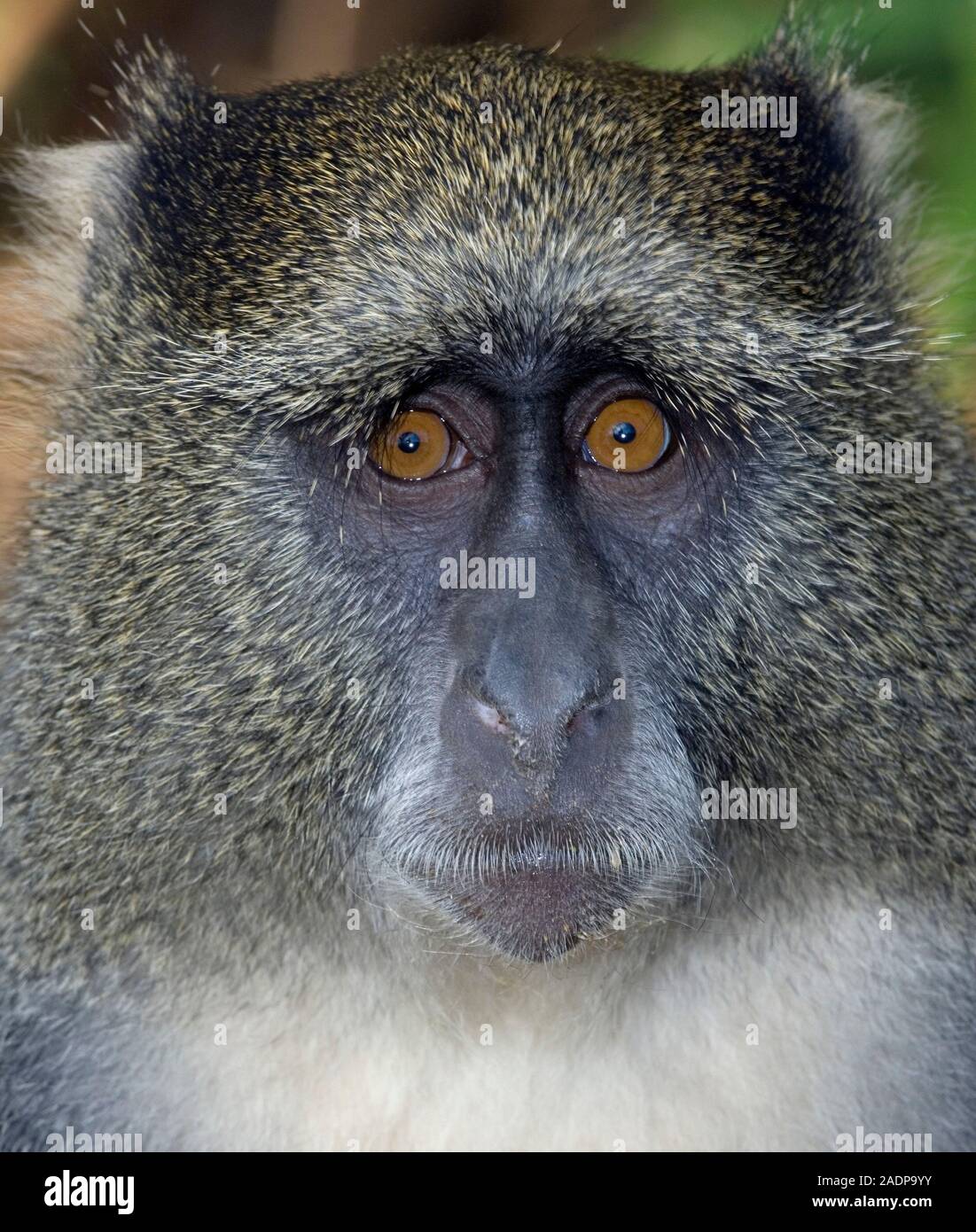 Samango monkey (Cercopithecus mitis ssp. labiatus). Questa scimmia è ...