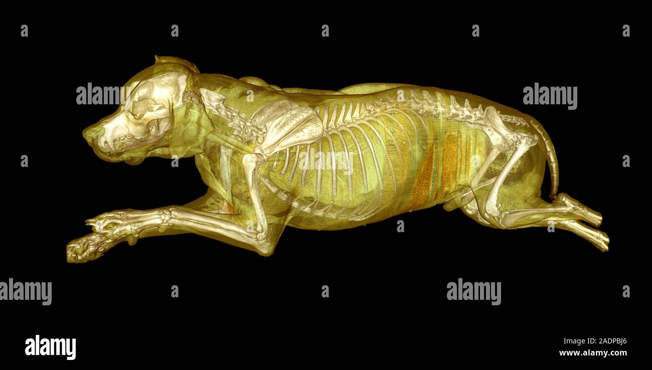 Cane. Colorato 3D imaging a risonanza magnetica (MRI) scansione che ...