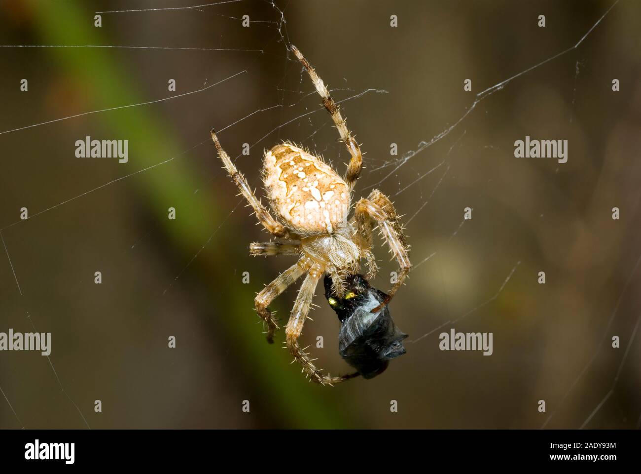 Ragno che mangia la mosca uk immagini e fotografie stock ad alta ...