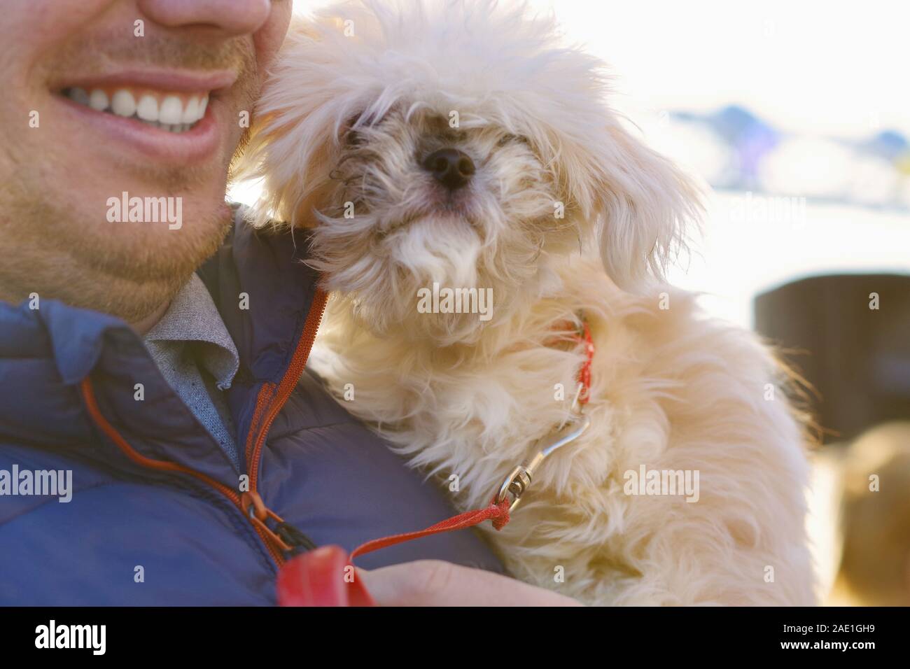 Cane bichon frise immagini e fotografie stock ad alta risoluzione - Alamy