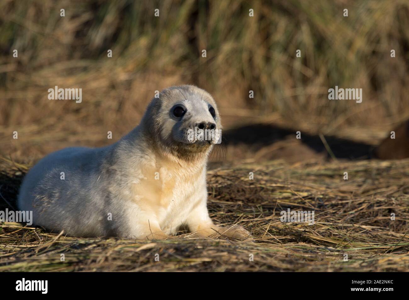 Foca Comune Immagini e Fotos Stock - Alamy