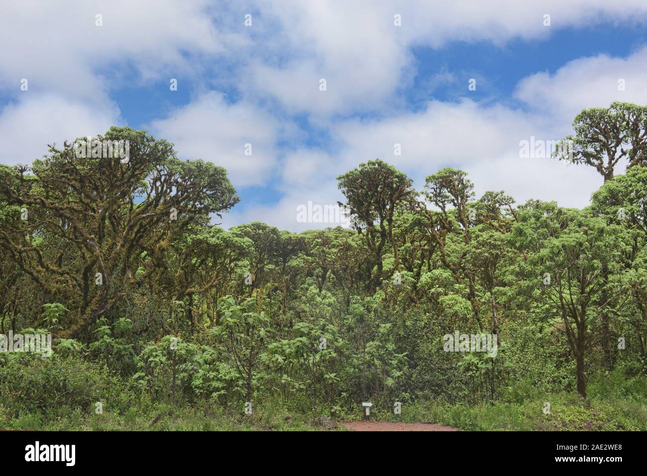 Scalesia pedunculata trees immagini e fotografie stock ad alta ...