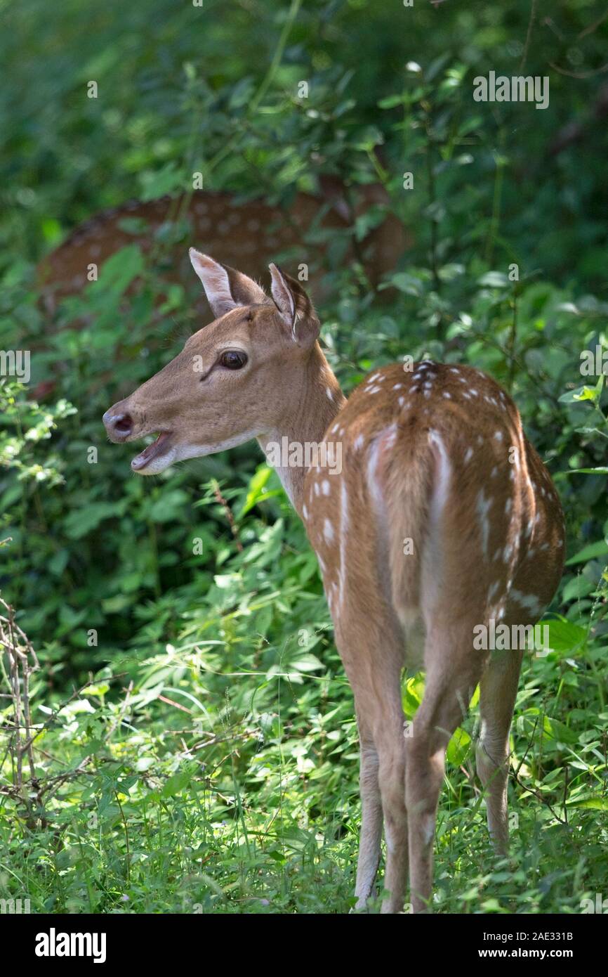 Cervus axis immagini e fotografie stock ad alta risoluzione - Alamy