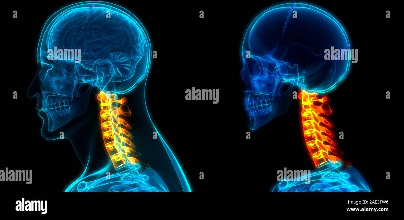 La colonna vertebrale delle vertebre cervicali di scheletro umano ...