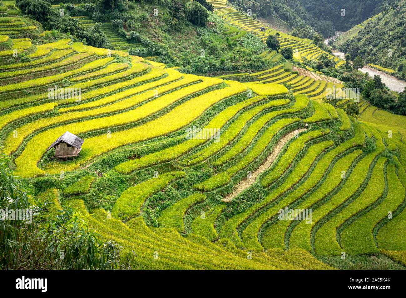 Il risone terrazze con maturi riso giallo. Campi agricoli nella zona di ...