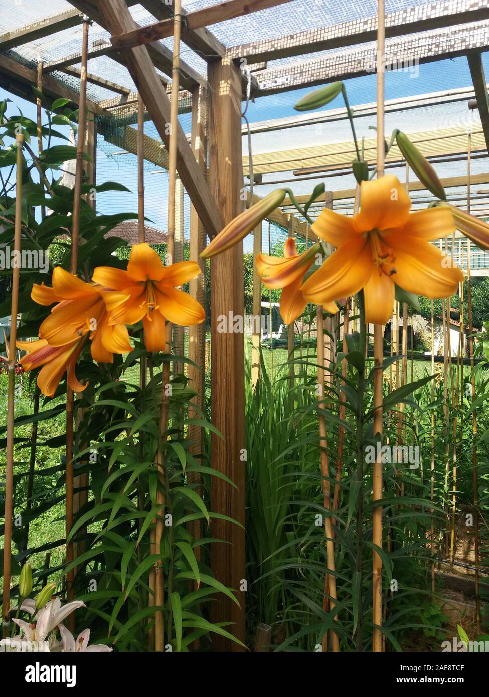 Lilium african queen lily immagini e fotografie stock ad alta ...