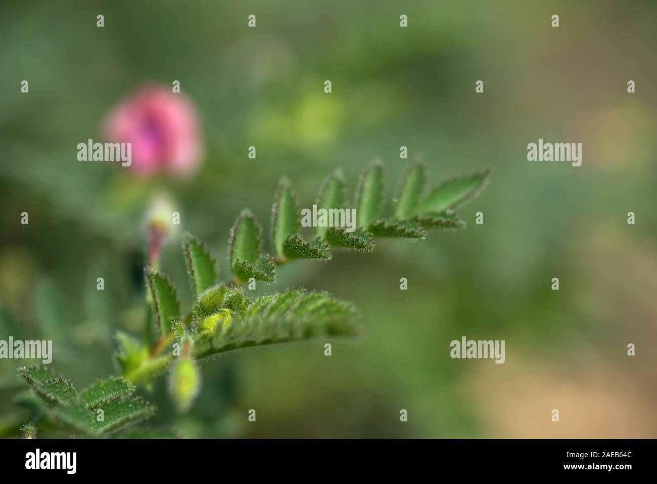 Piante di ceci immagini e fotografie stock ad alta risoluzione - Alamy
