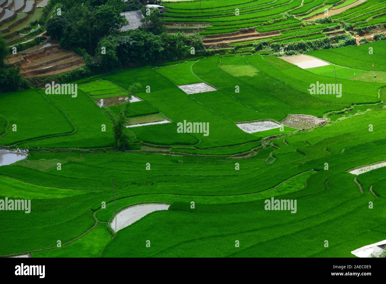 Riso terrazzati in campo UM Cang Chai, a nord-ovest del Vietnam. Campi ...