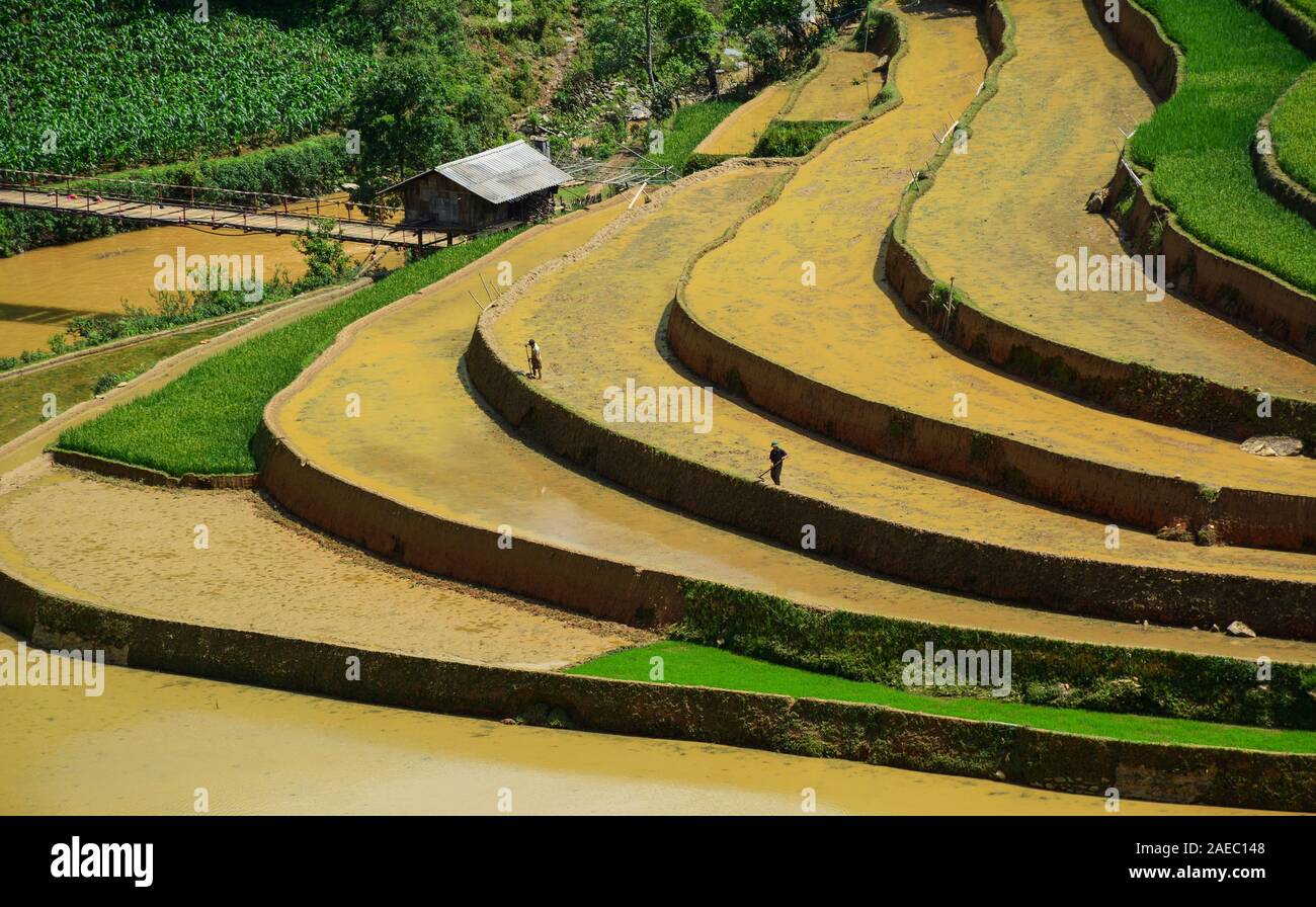 Riso terrazzati in campo UM Cang Chai, a nord-ovest del Vietnam. Campi ...