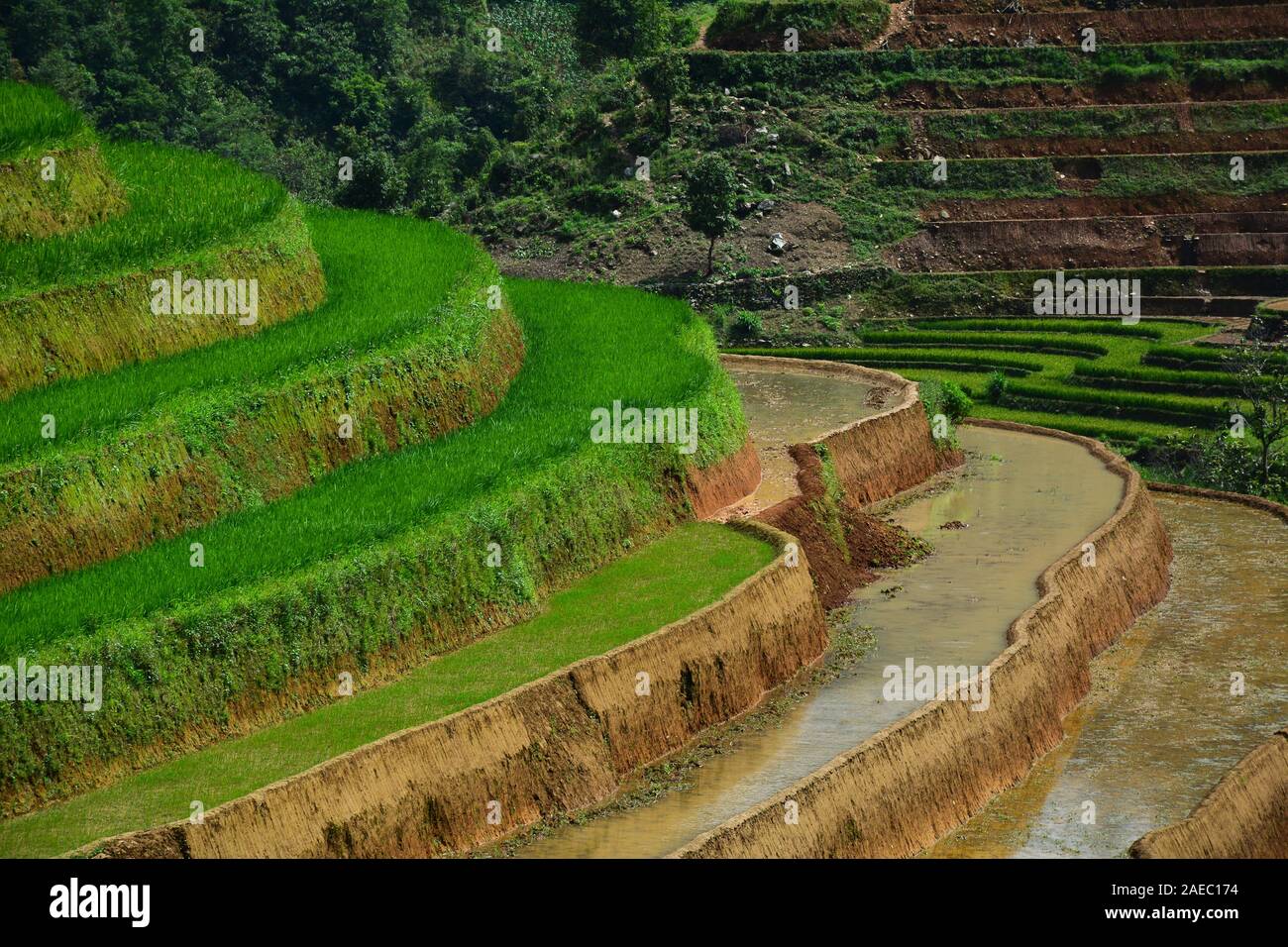 Riso terrazzati in campo UM Cang Chai, a nord-ovest del Vietnam. Campi ...