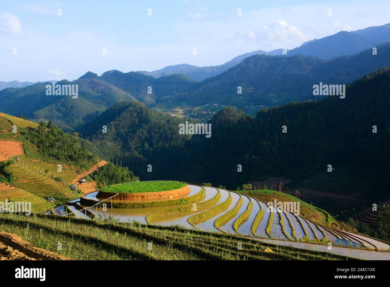 Riso terrazzati in campo UM Cang Chai, a nord-ovest del Vietnam. Campi ...