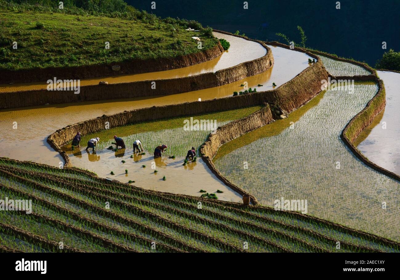 Riso terrazzati in campo UM Cang Chai, a nord-ovest del Vietnam. Campi ...