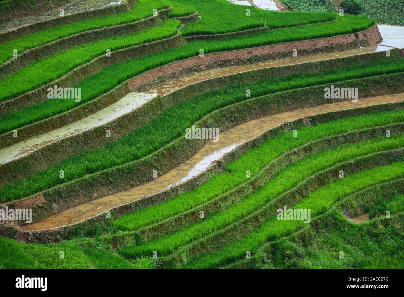Riso terrazzati in campo UM Cang Chai, a nord-ovest del Vietnam. Campi ...