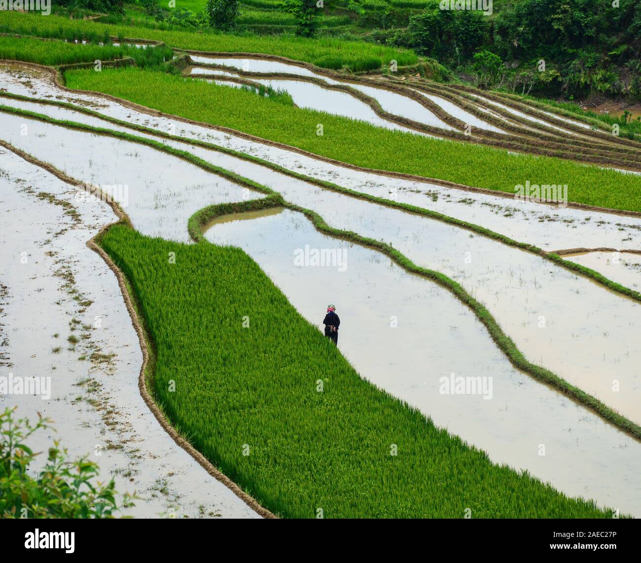 Riso terrazzati in campo UM Cang Chai, a nord-ovest del Vietnam. Campi ...