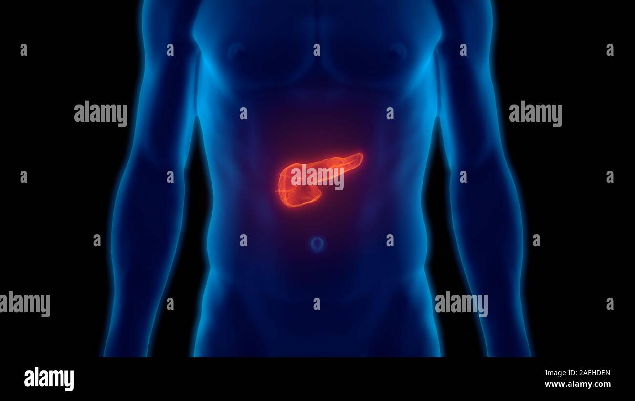 Apparato Digerente Schema Immagini e Fotos Stock - Alamy