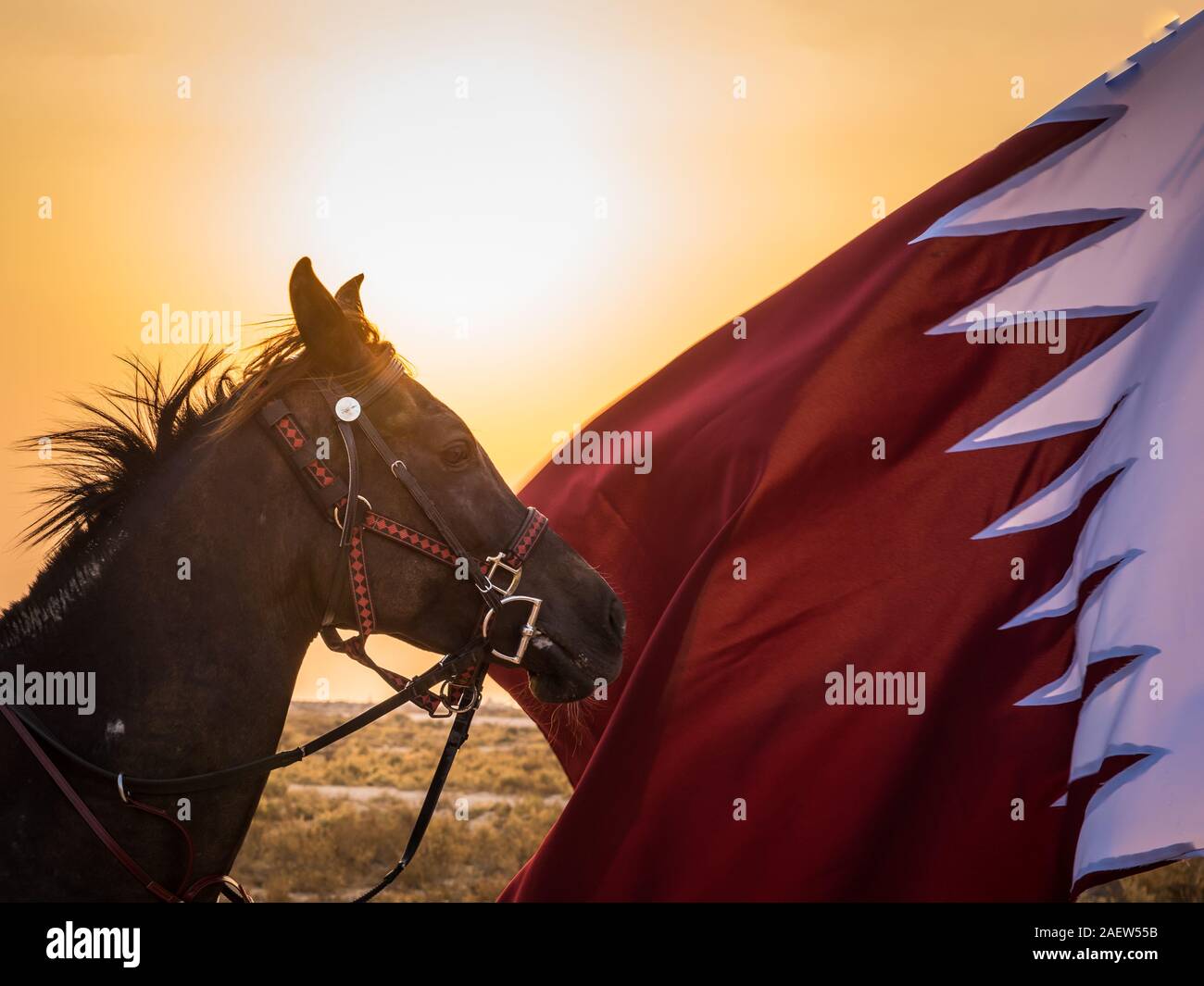 Cavallo persiano immagini e fotografie stock ad alta risoluzione - Alamy