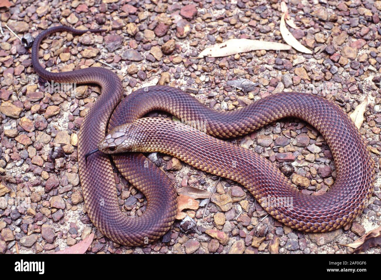 Mulga serpente immagini e fotografie stock ad alta risoluzione - Alamy