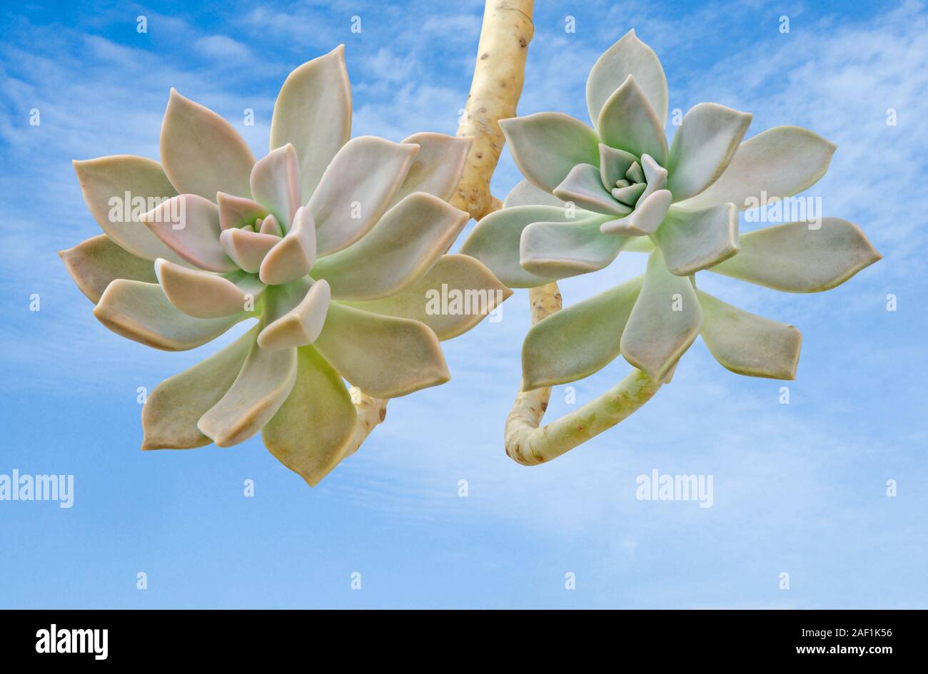 Pianta di galline e pulcini immagini e fotografie stock ad alta ...