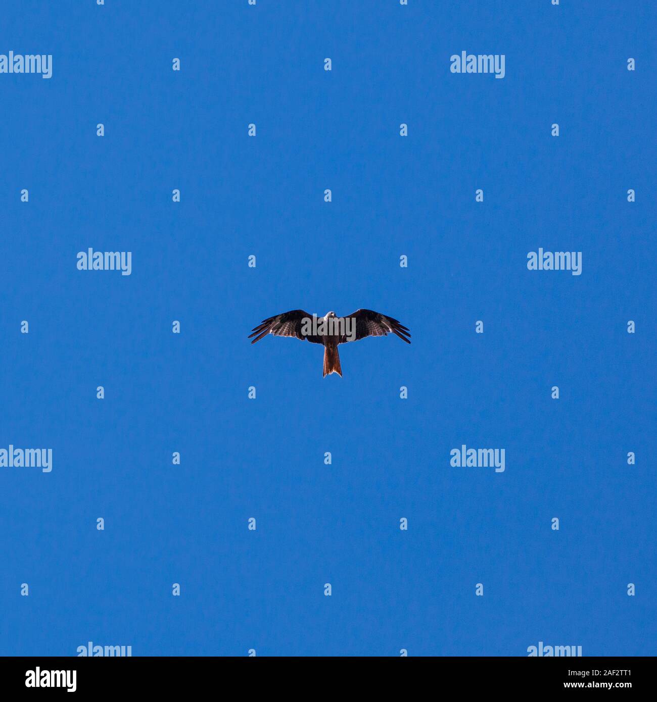 Fauna selvatica del cielo immagini e fotografie stock ad alta ...