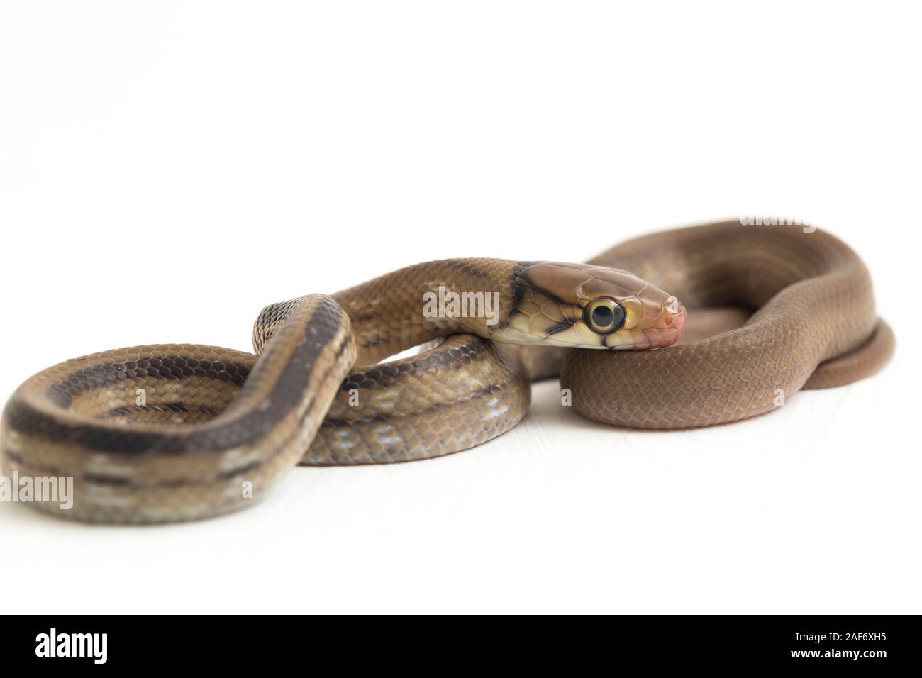 Cucciolo Di Serpente Testa Di Rame