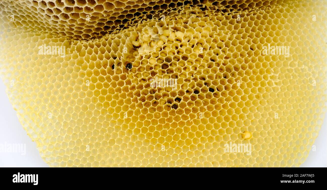 Favi Di Api Selvatiche Immagini e Fotos Stock - Alamy