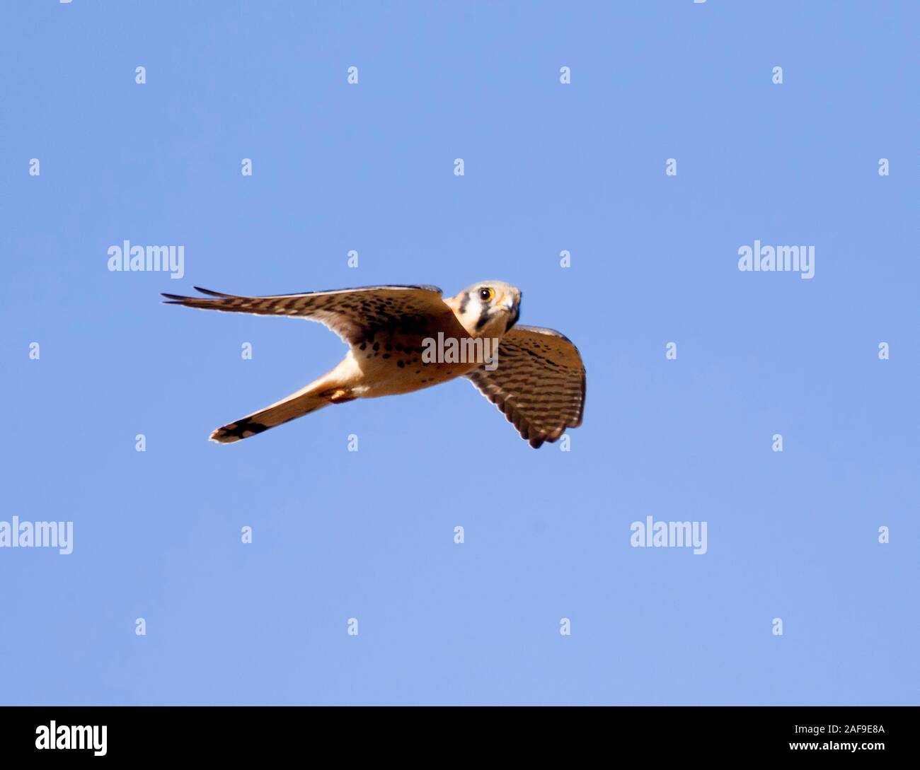 Maschio in volo immagini e fotografie stock ad alta risoluzione - Alamy