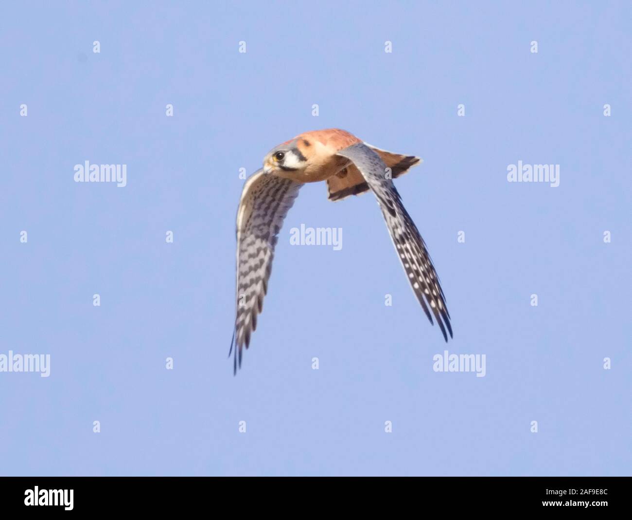 Maschio in volo immagini e fotografie stock ad alta risoluzione - Alamy