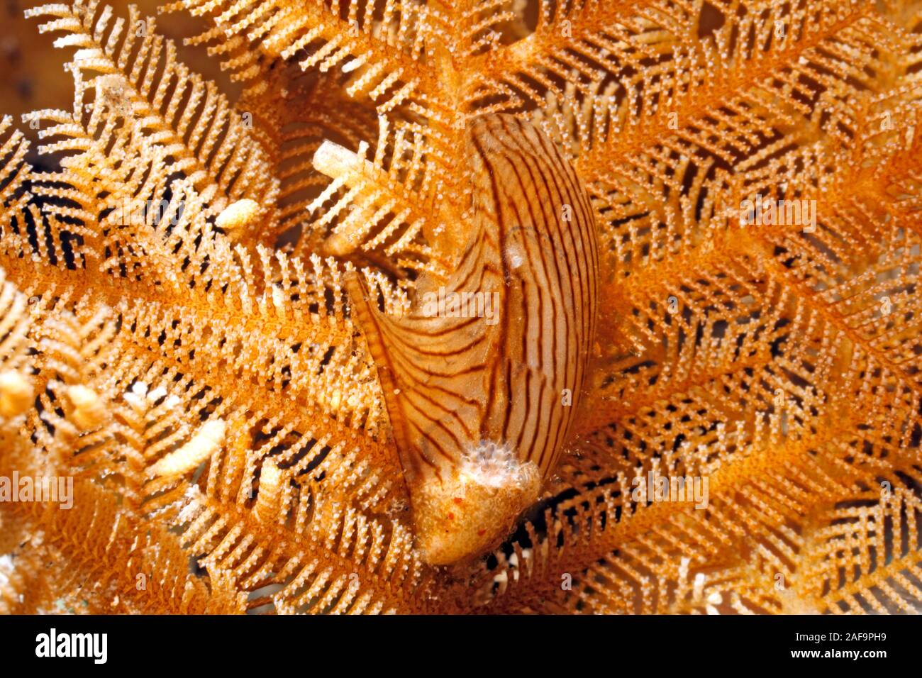 Pterelectroma physoides immagini e fotografie stock ad alta risoluzione - Alamy