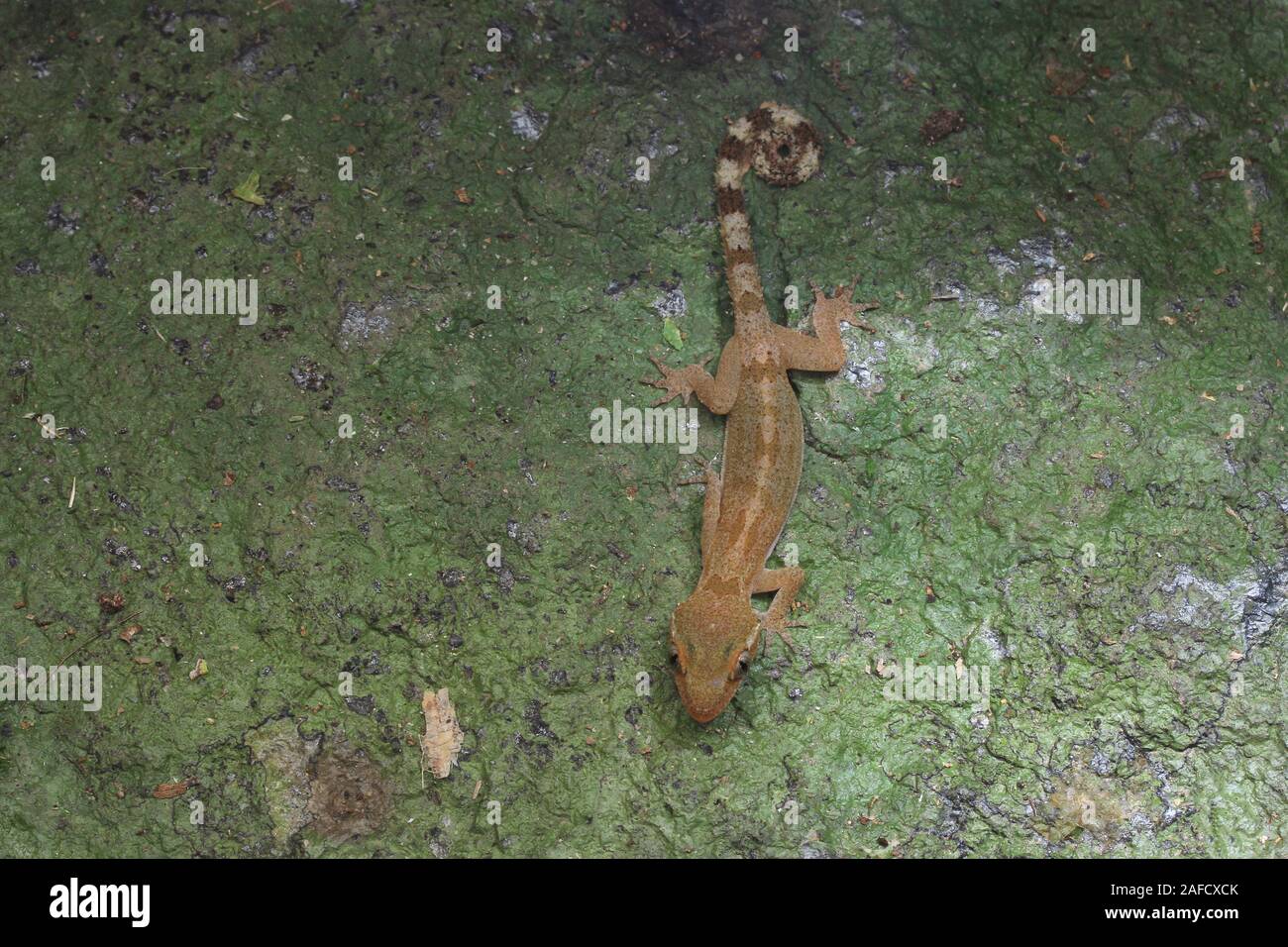 Geco dalle dita di arco immagini e fotografie stock ad alta risoluzione ...