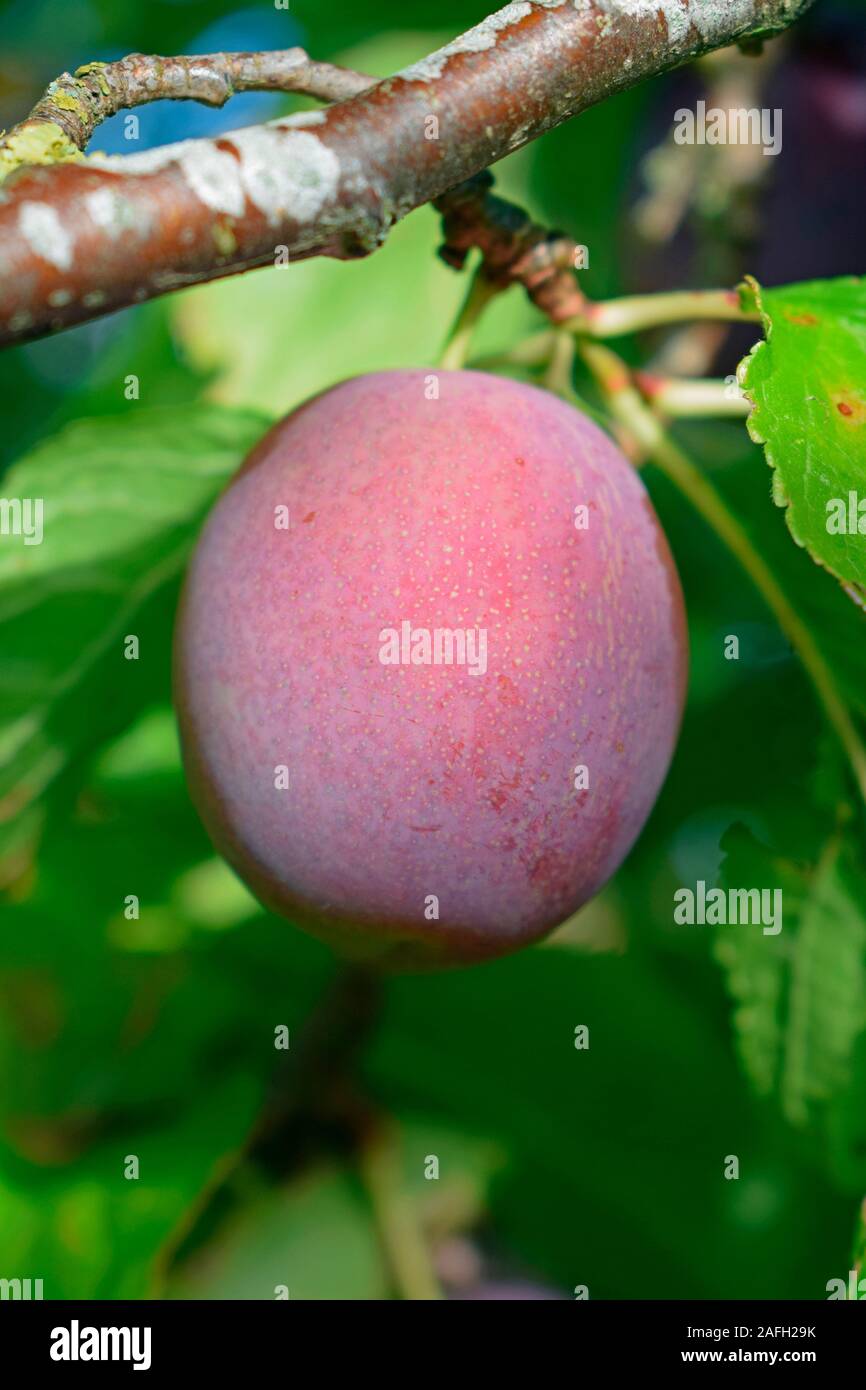 Piantina di prunus domestica marjories immagini e fotografie stock ad ...