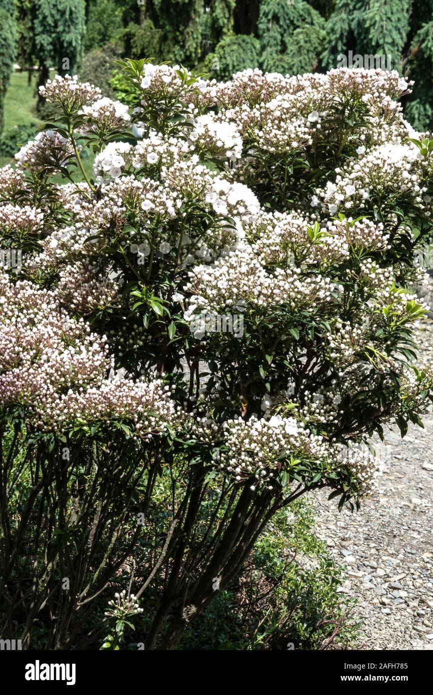 Pianta di kalmia immagini e fotografie stock ad alta risoluzione - Alamy