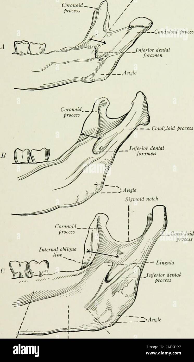 . Locale e anestesia regionale : con capitoli su spinale, epidurale ...