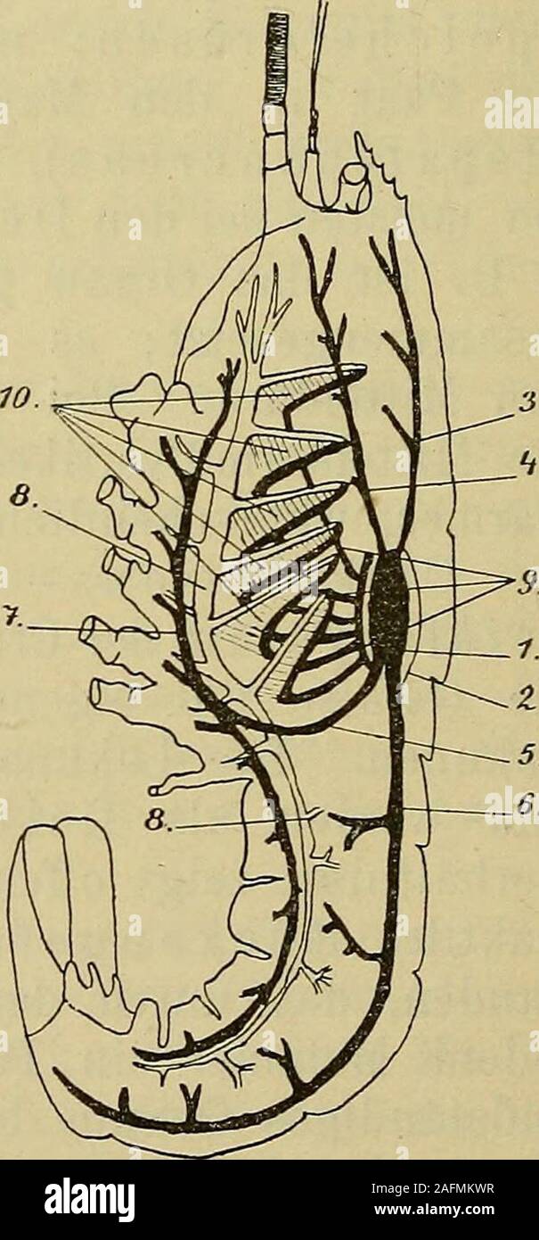 Anatomie der arterien immagini e fotografie stock ad alta risoluzione ...