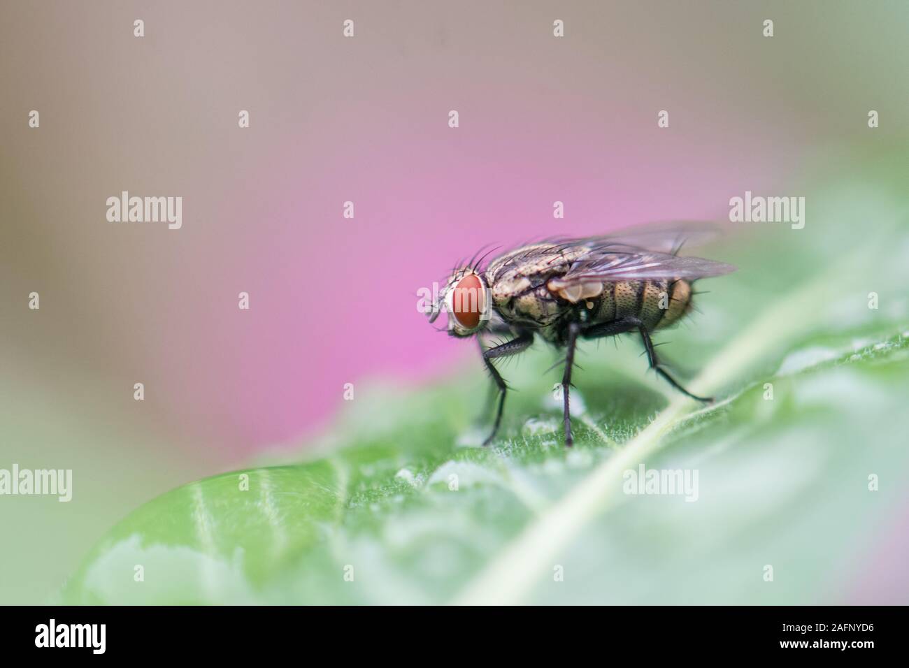 Piccola mosca domestica immagini e fotografie stock ad alta risoluzione ...