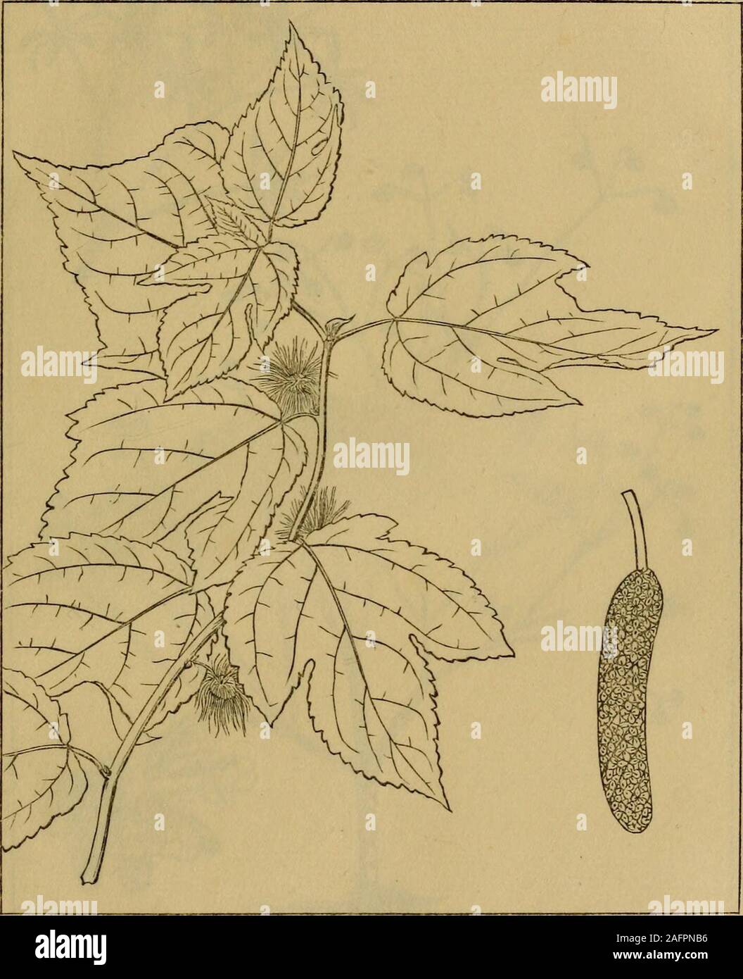 Carta gampi immagini e fotografie stock ad alta risoluzione - Alamy