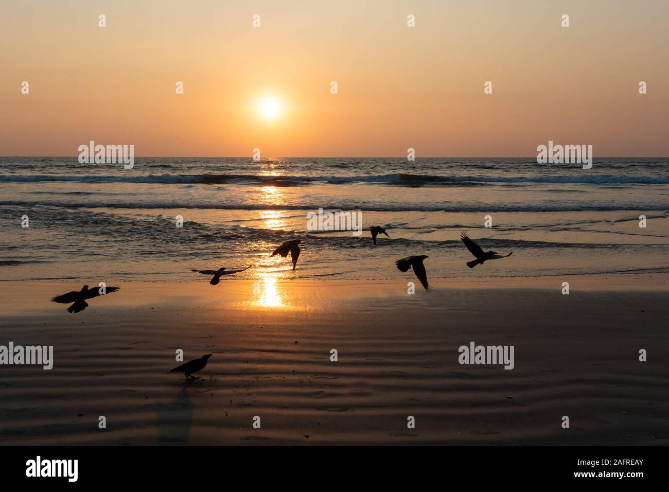 Sfondo tramonto con gli uccelli immagini e fotografie stock ad alta ...