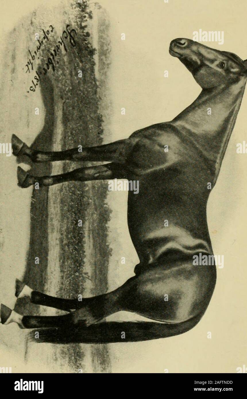 Linea del darley arabian immagini e fotografie stock ad alta ...