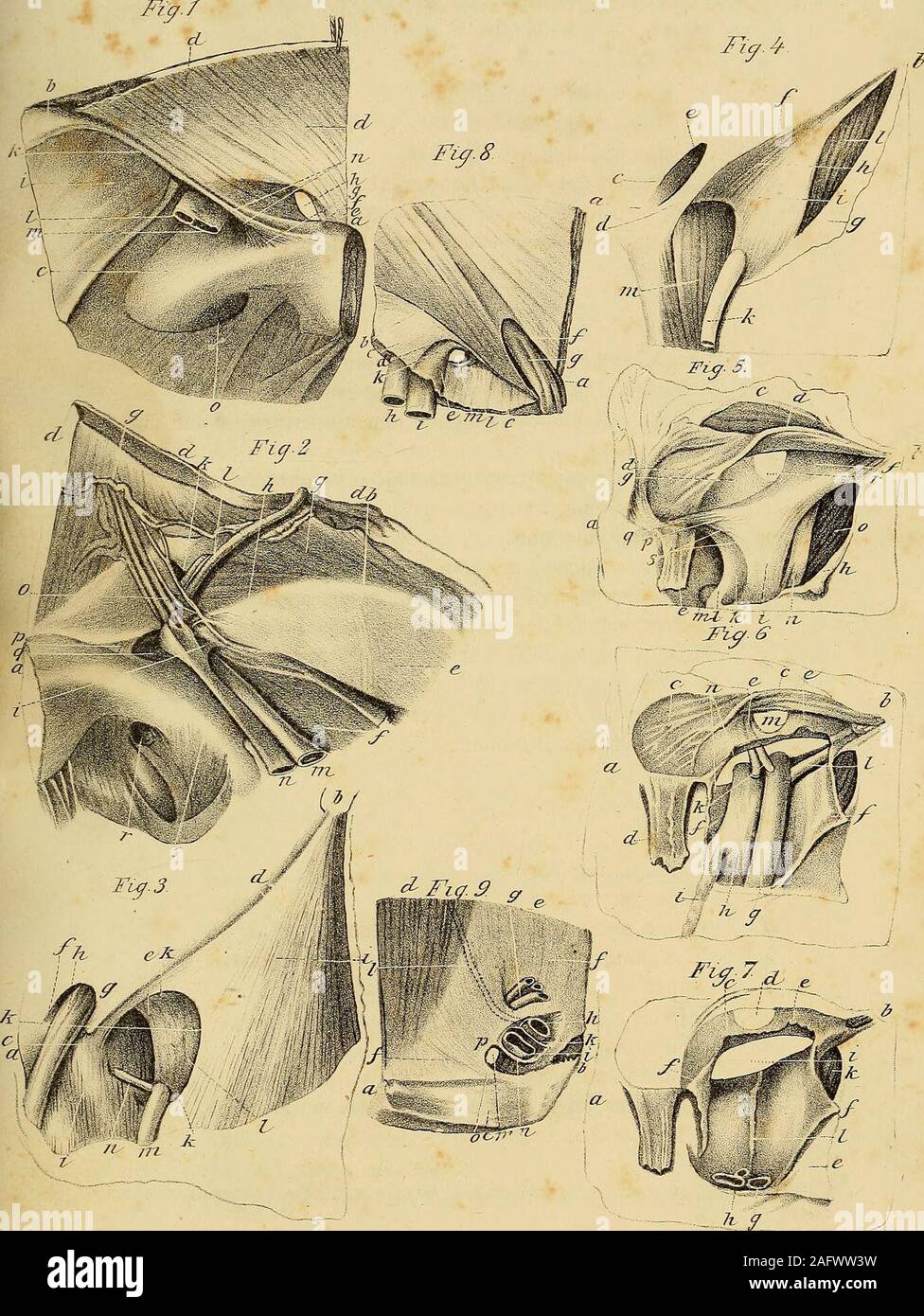 Vena Iliaca Esterna Immagini e Fotos Stock - Alamy