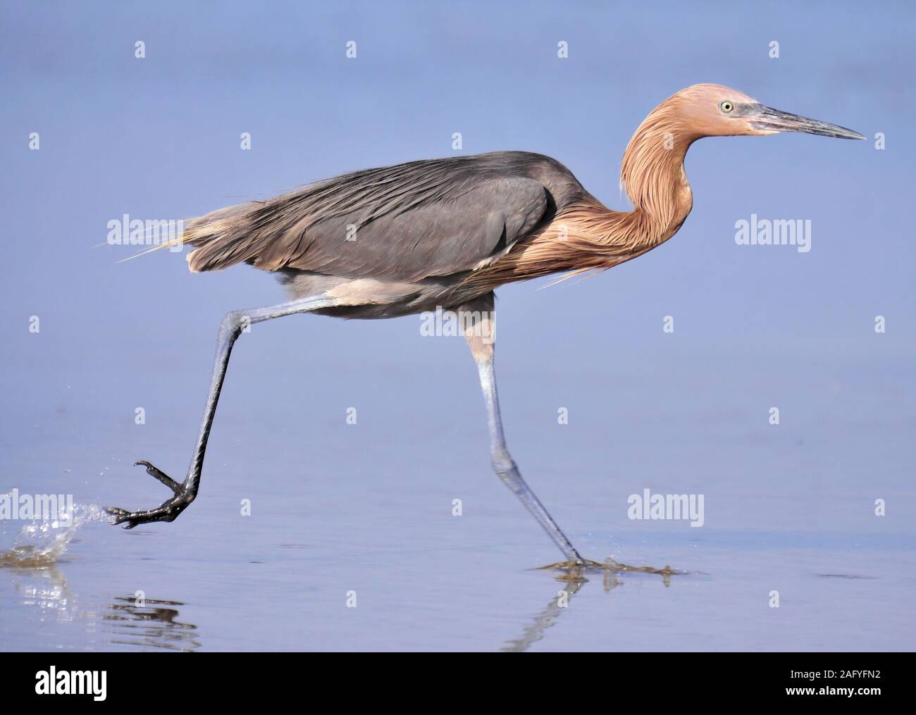Garzetta rossastra Immagini e Fotos Stock - Alamy