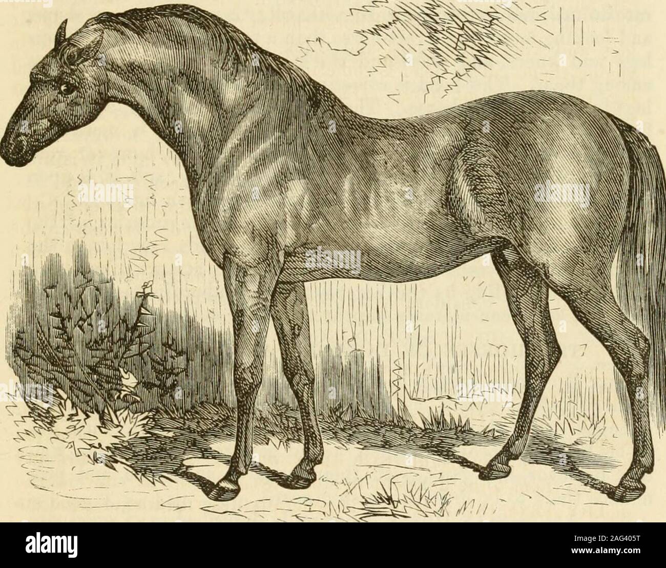 Tendini delle gambe immagini e fotografie stock ad alta risoluzione - Alamy