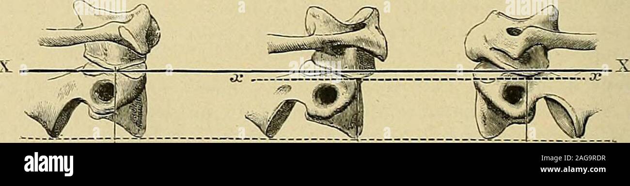 . Traité d'anatomie humaine : anatomie descrittivo, histologie ...