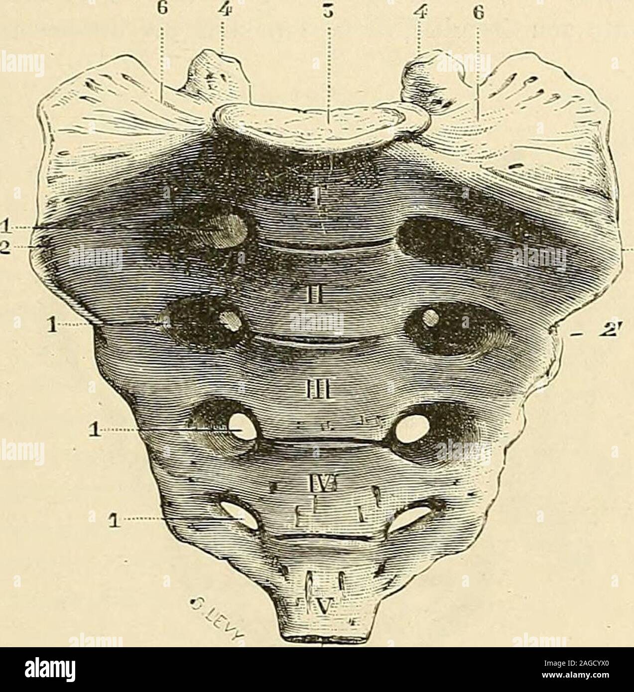 Anatomie du coccyx ou du coccyx immagini e fotografie stock ad alta ...