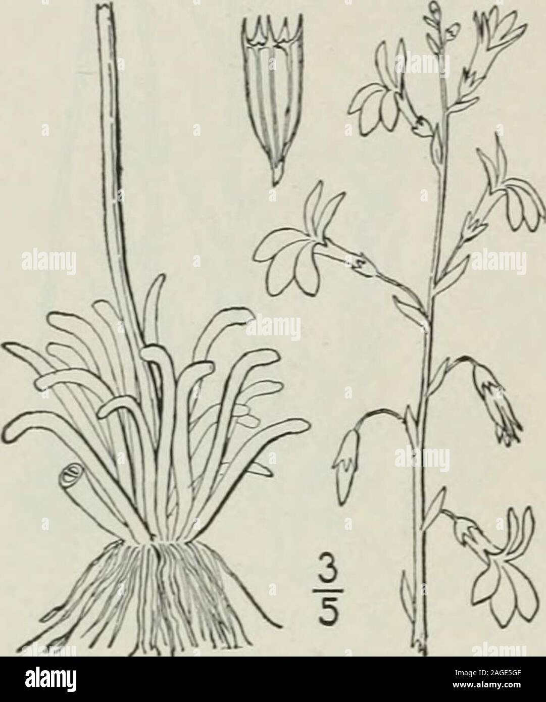 . Una flora illustrata del nord degli Stati Uniti, il Canada e la ...