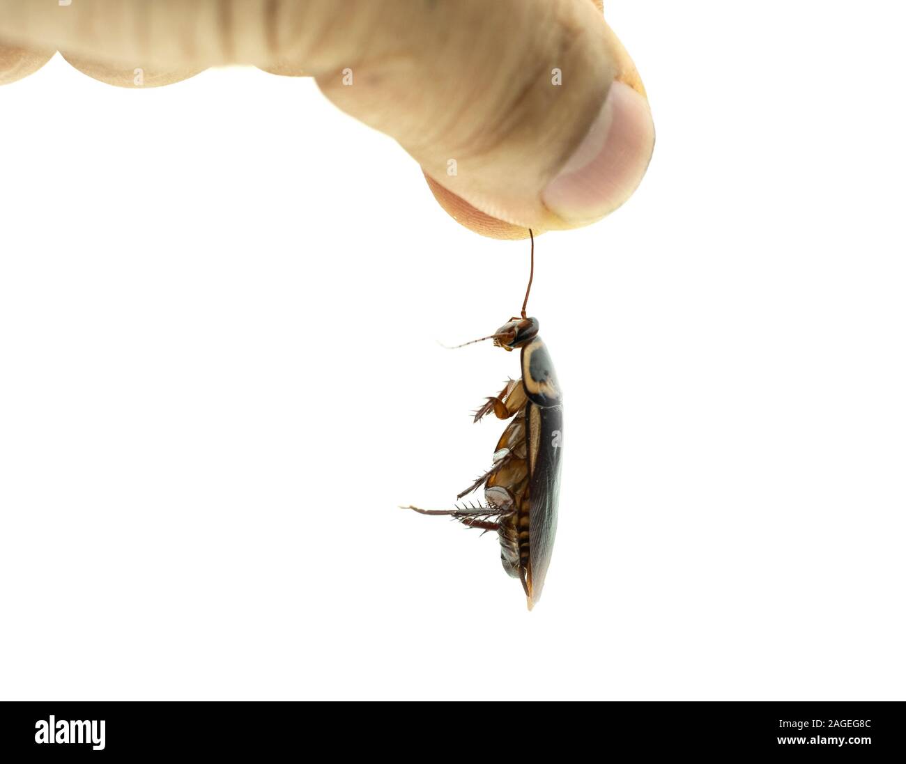 Disegno di uno scarafaggio nero e colore immagini e fotografie stock ad ...