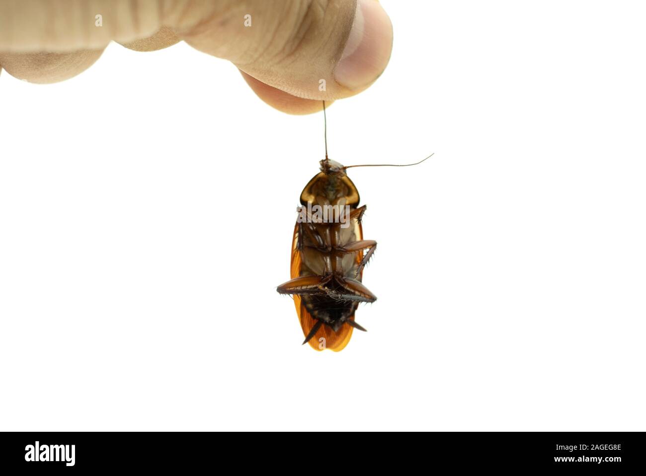 Disegno di uno scarafaggio nero e colore immagini e fotografie stock ad ...